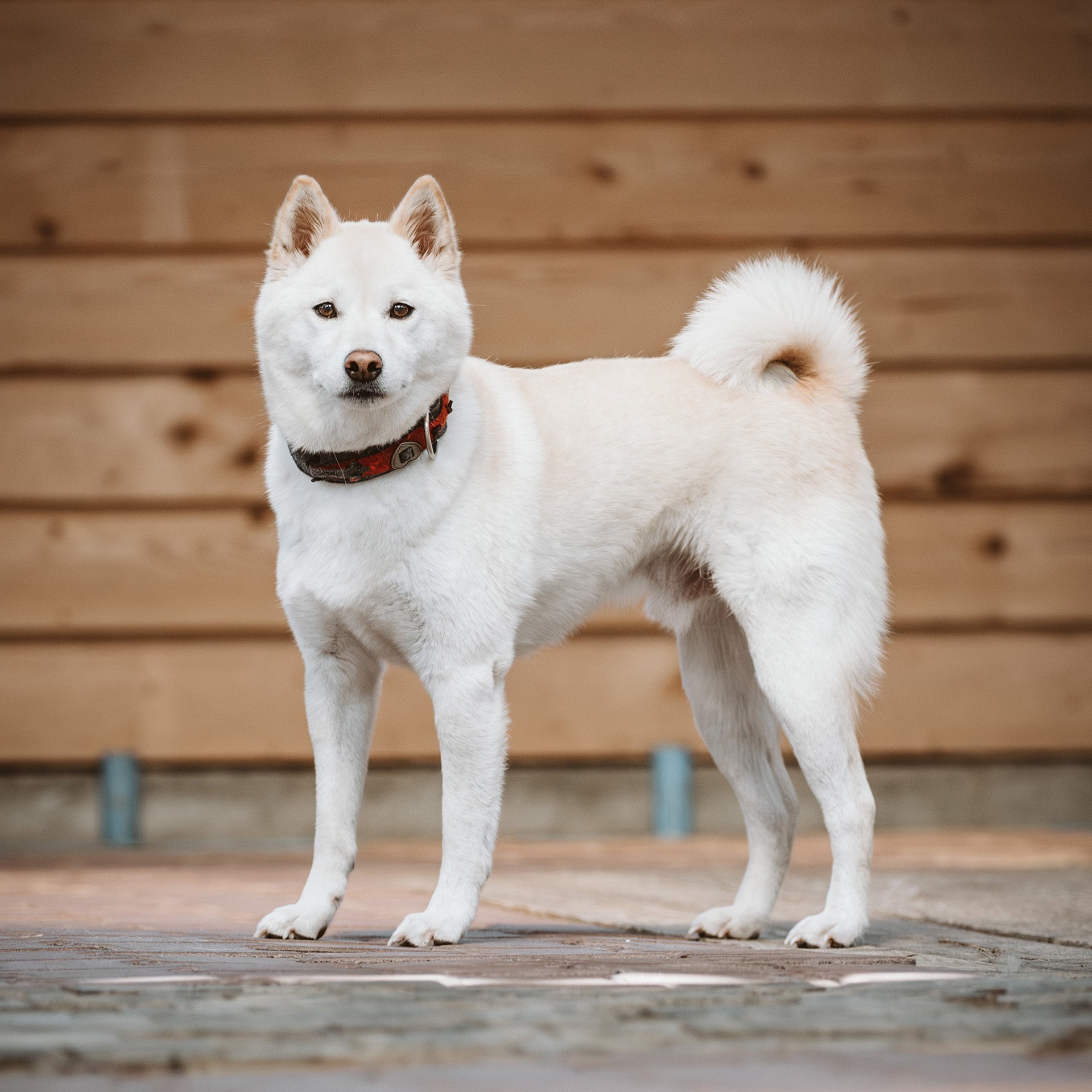 Informationen und Fakten – Dogscan GmbH